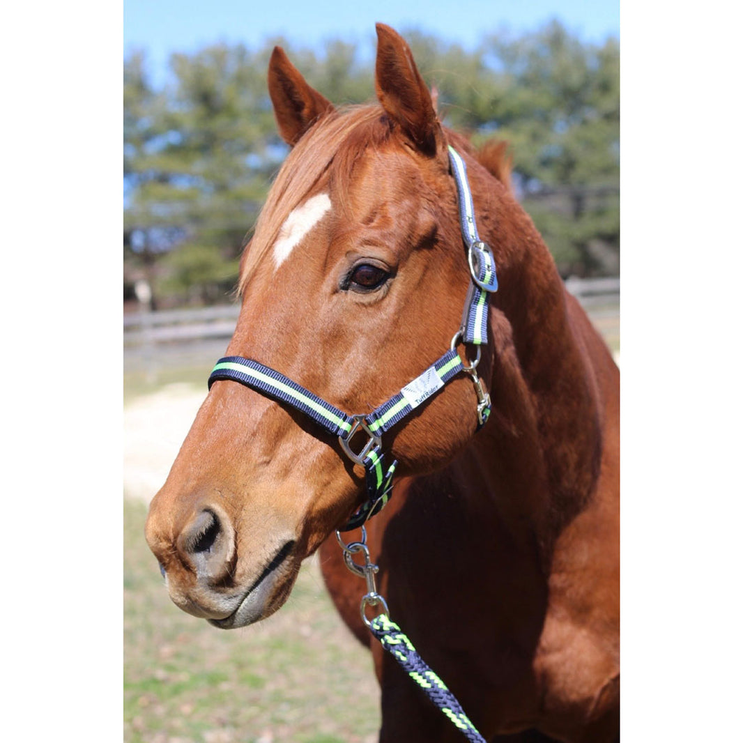 Premium Leather Grooming Halter Collection – JPC Equestrian